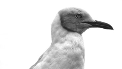 Descubra o Gobrum Significado e sua Influência Cultural - Cidesp